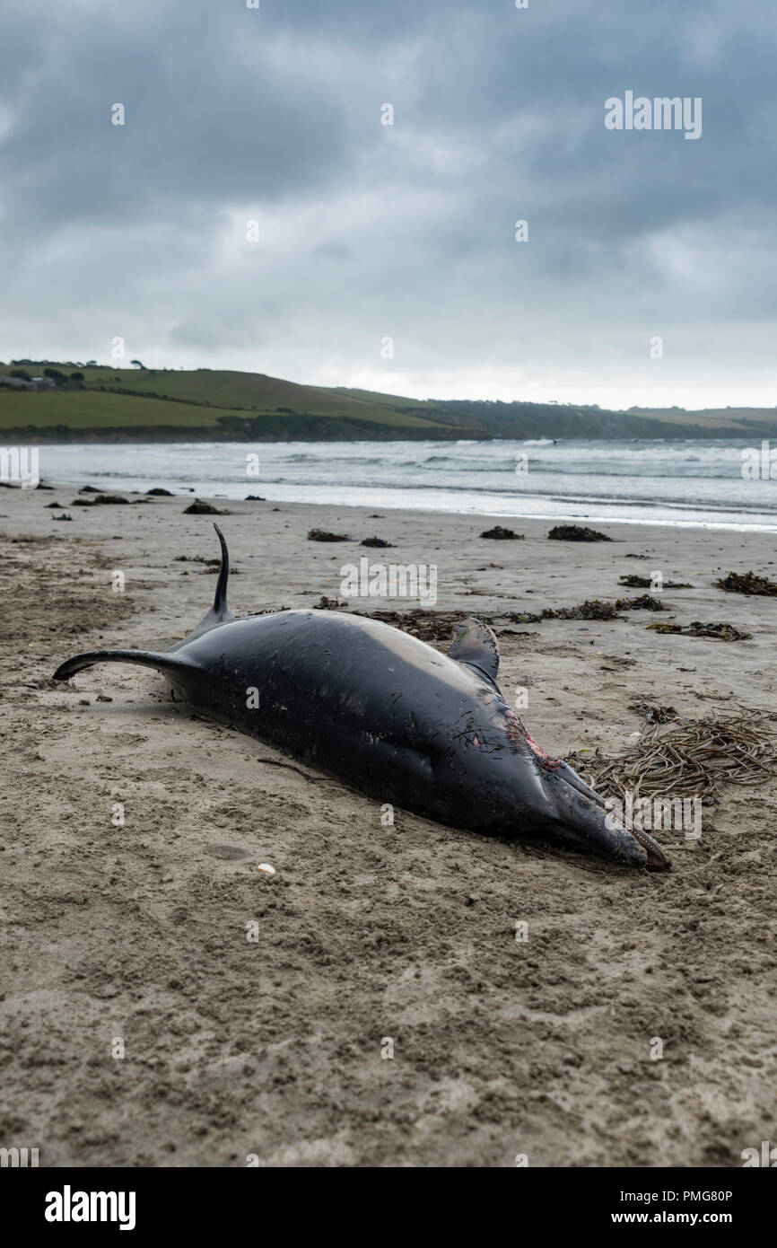 A Common Dolphin washed with a facial gash and many scars washed up in ...