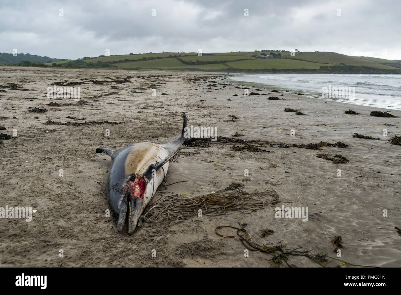 A Common Dolphin washed with a facial gash and many scars washed up in ...