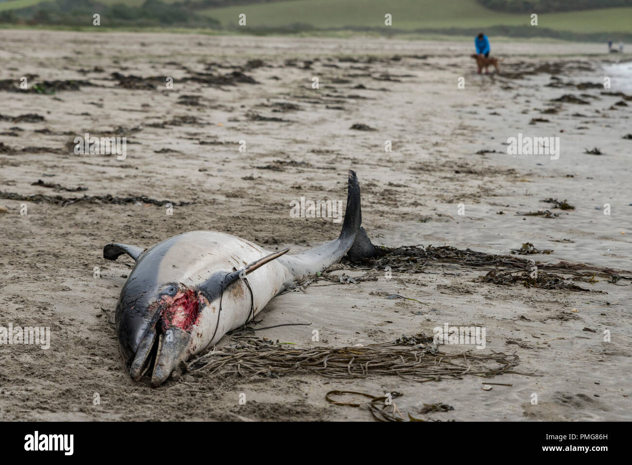 Dolphin with trauma hi-res stock photography and images - Alamy