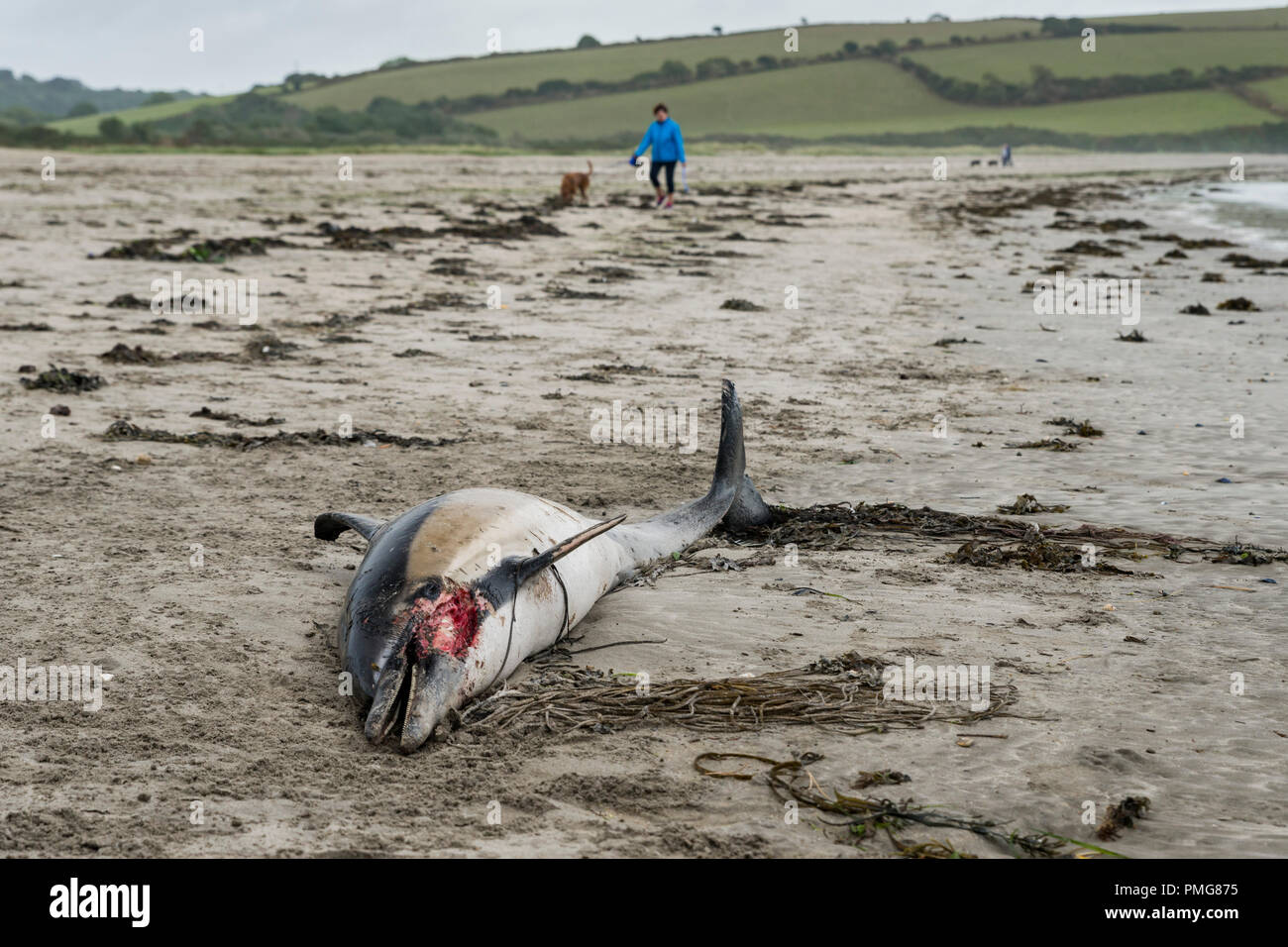 A Common Dolphin washed with a facial gash and many scars washed up in ...