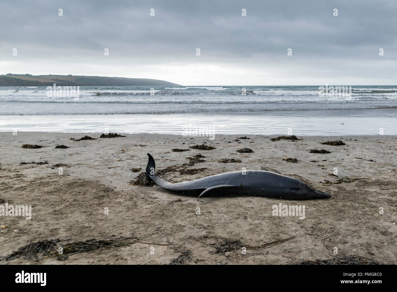 Dolphin with trauma hi-res stock photography and images - Alamy