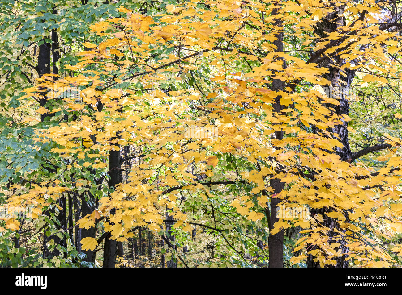 Tree landscape with nature and maple tree environment hi-res stock ...