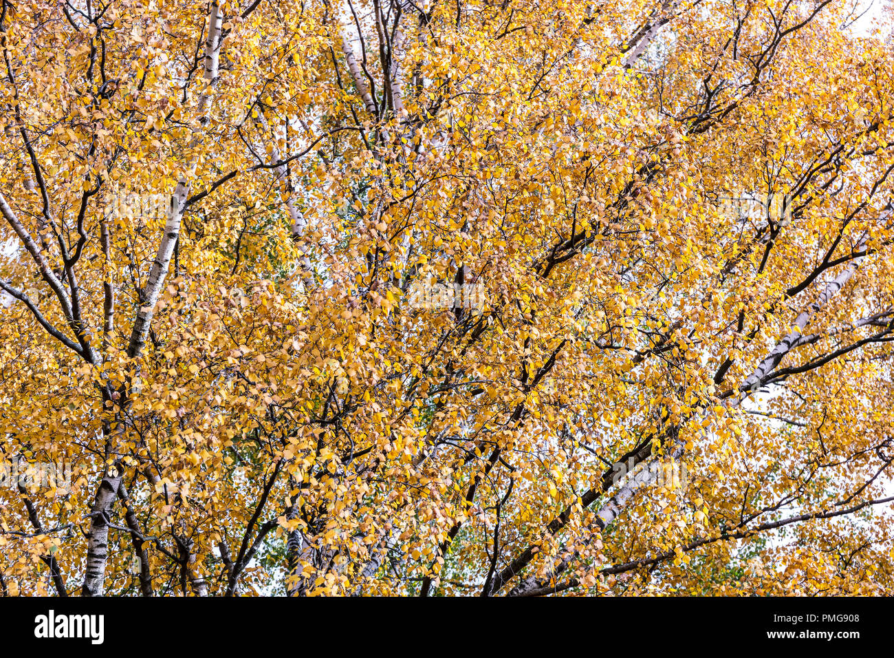 Tree tops during fall hi-res stock photography and images - Alamy