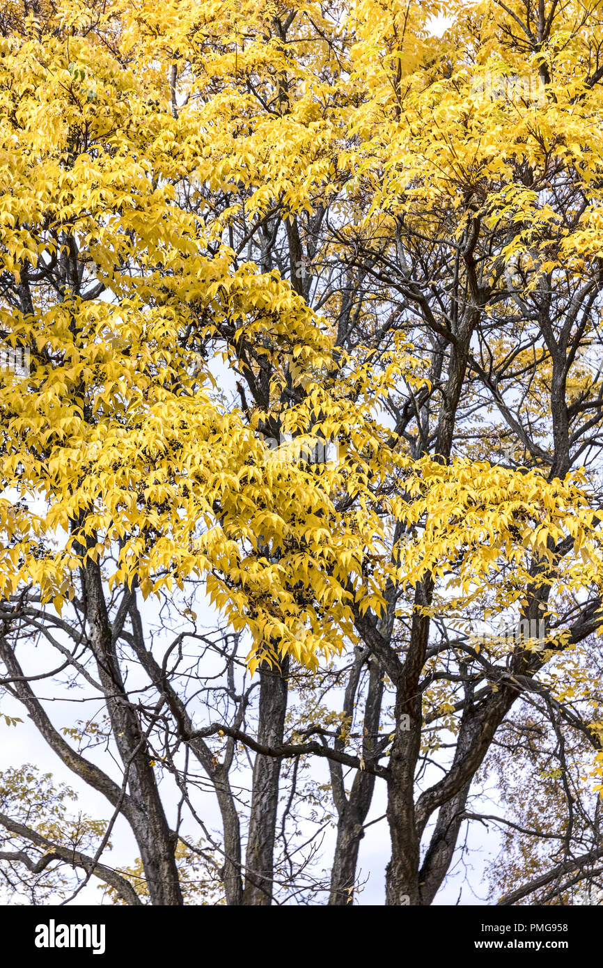 Tall maple tree hi-res stock photography and images - Alamy