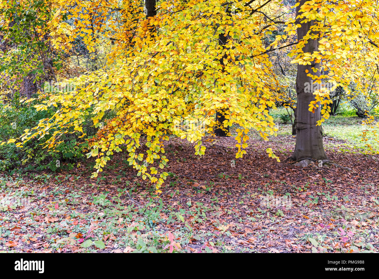 natural park scene. old beech tree with yellow foliage and dry fallen ...