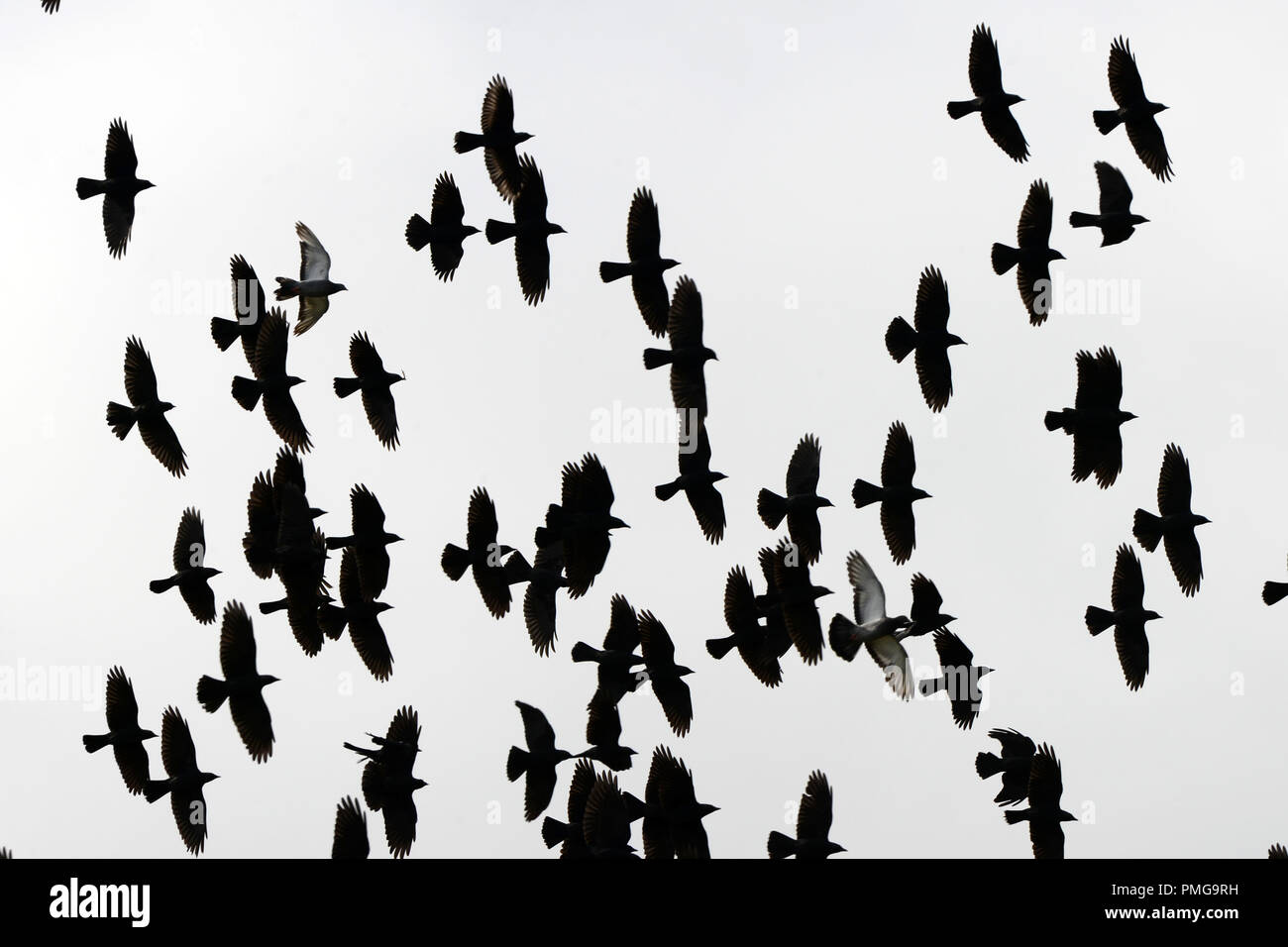 A White Dove Among Crows