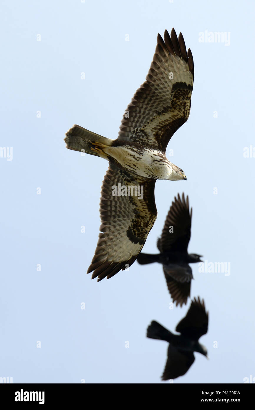 Mobbing bird uk hi-res stock photography and images - Alamy