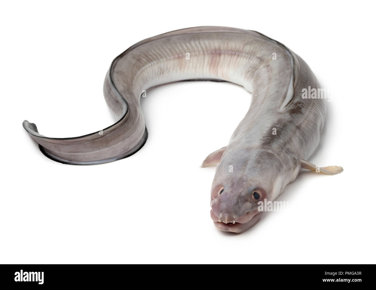 Conger eel hi-res stock photography and images - Alamy