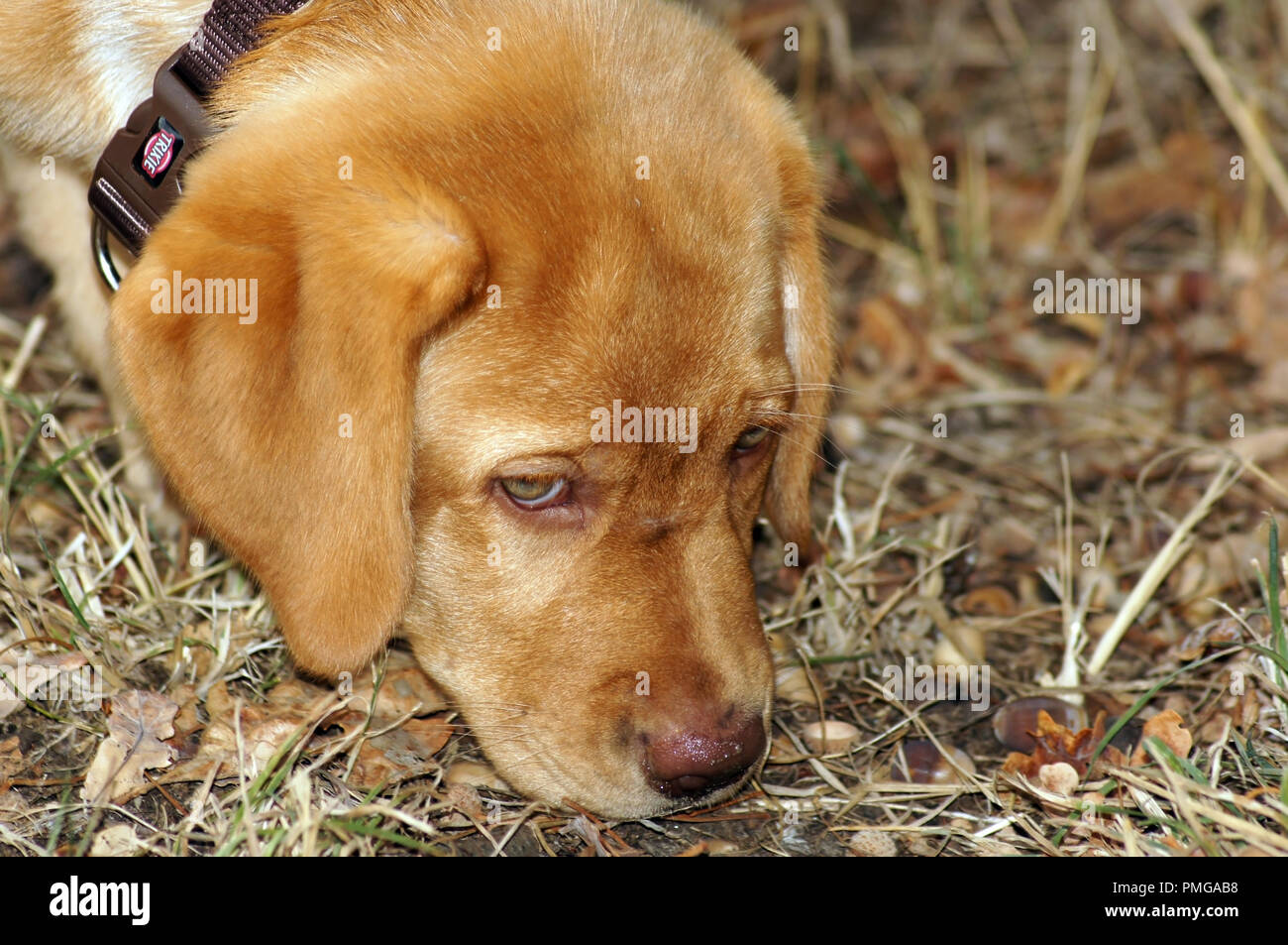 Cute blonde Labrador Puppy Stock Photo - Alamy
