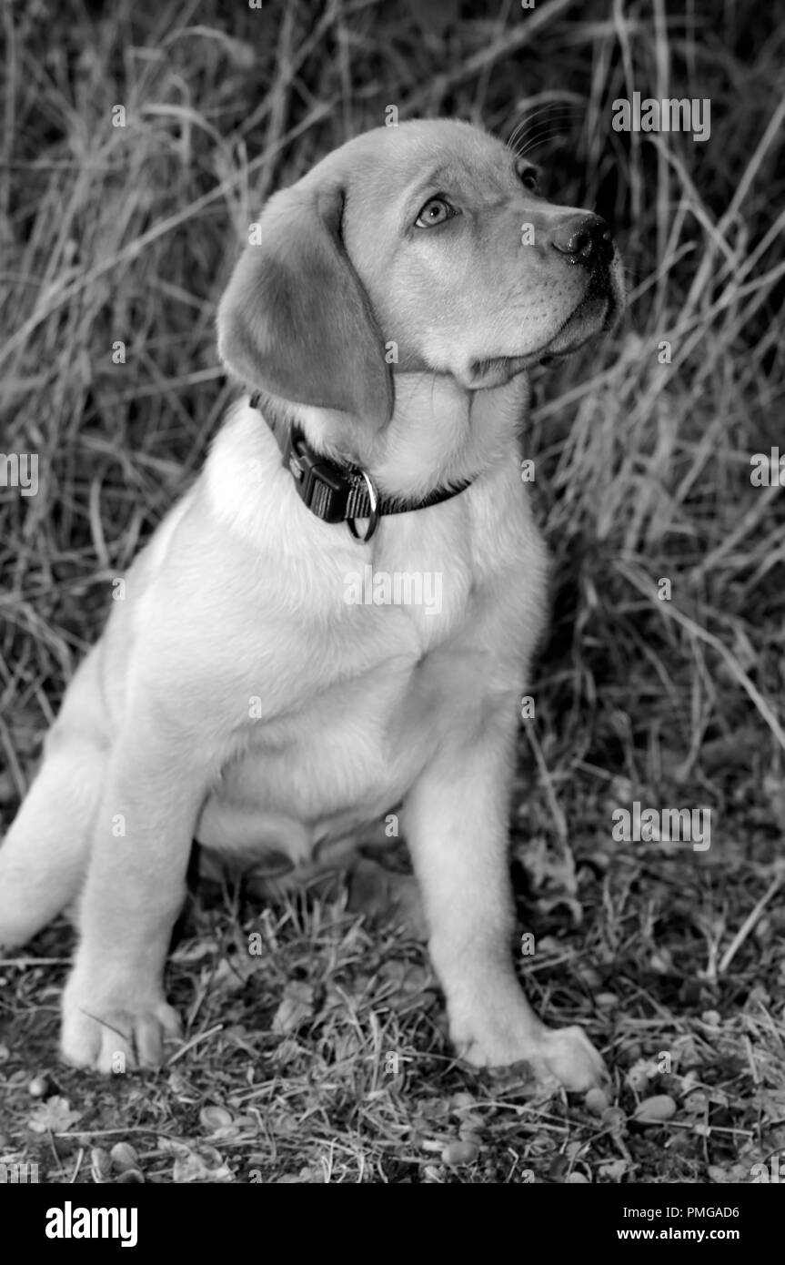 Cute blonde Labrador Puppy Stock Photo - Alamy