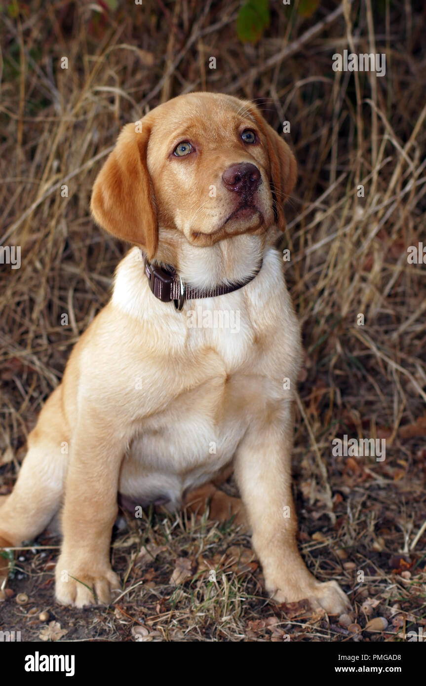Cute blonde Labrador Puppy Stock Photo - Alamy