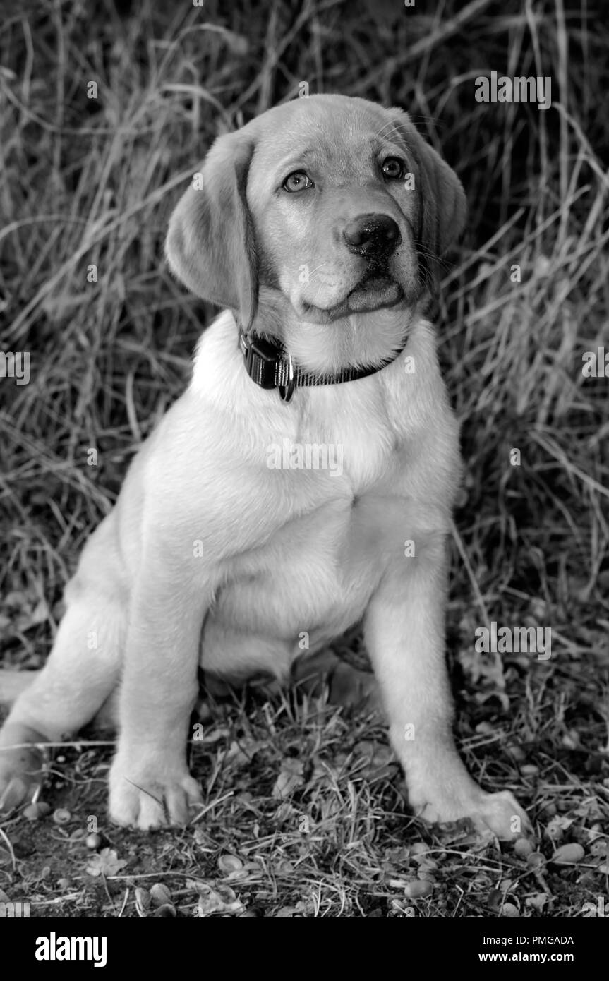 Cute blonde Labrador Puppy Stock Photo - Alamy
