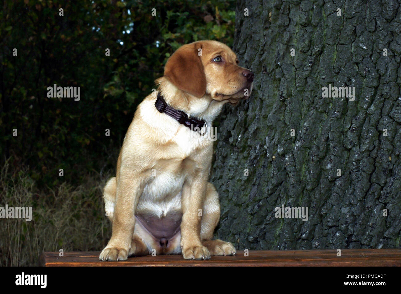 Blonde labrador puppy hi-res stock photography and images - Alamy