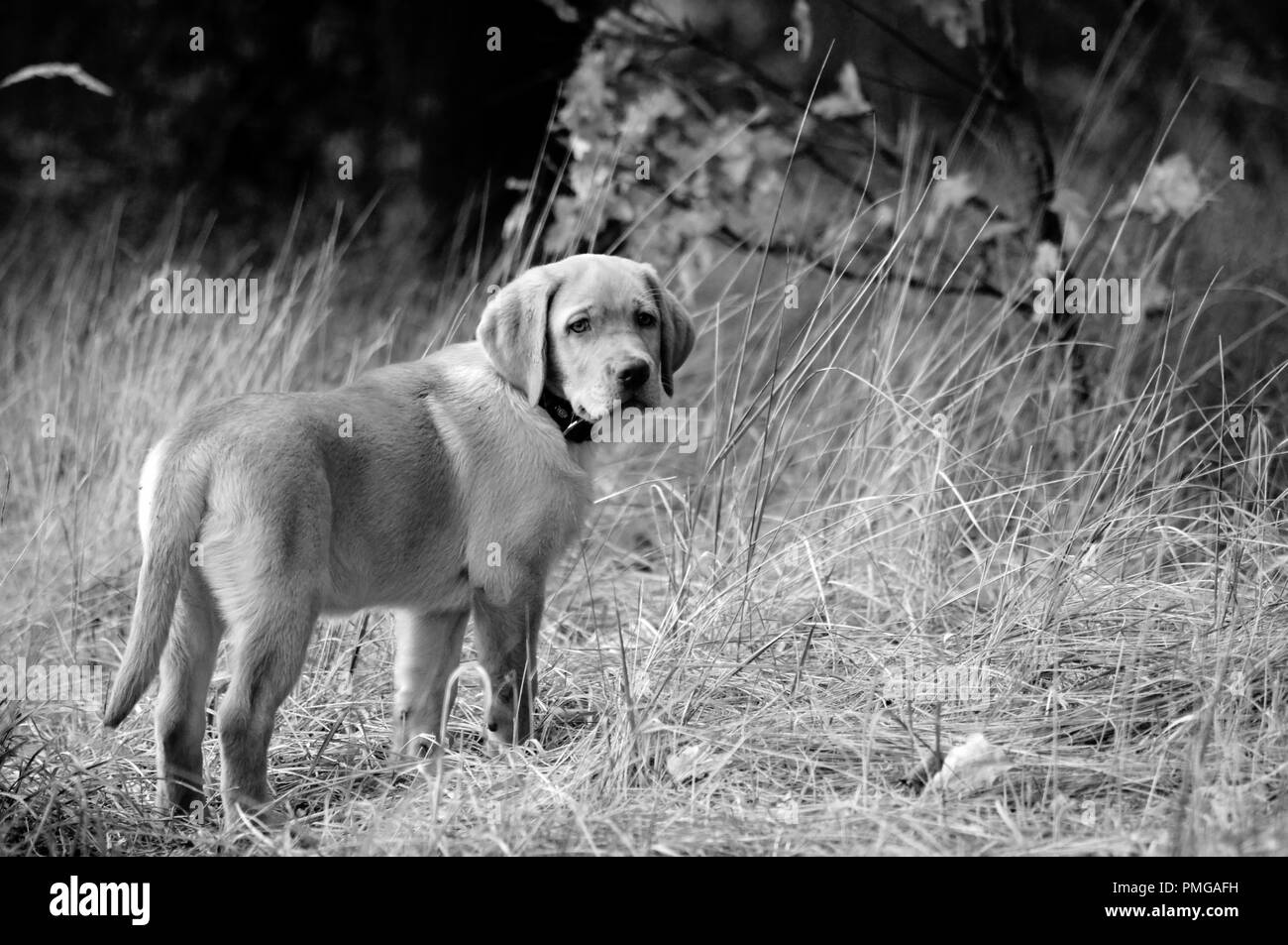 Cute blonde Labrador Puppy Stock Photo - Alamy