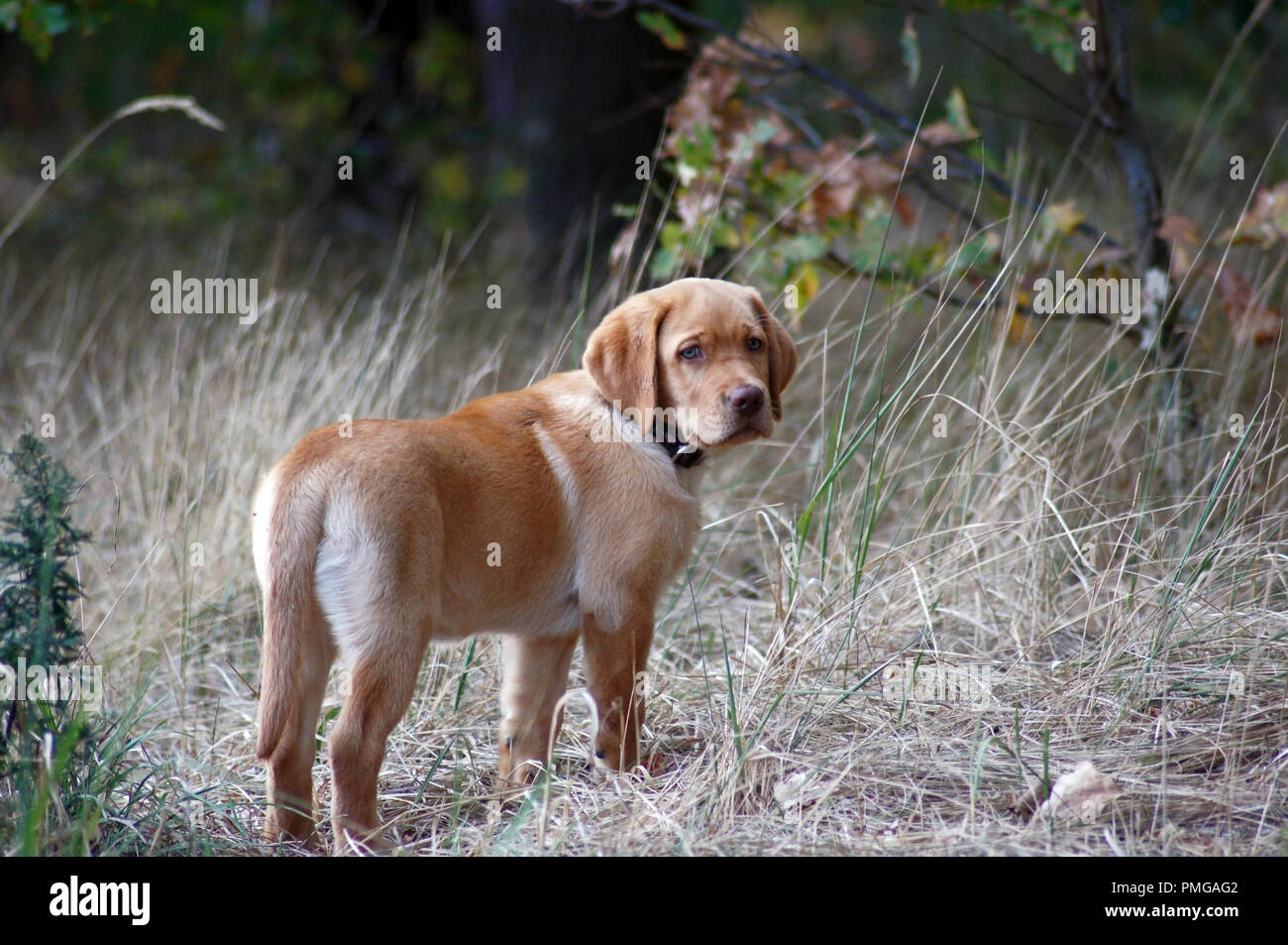 Cute blonde Labrador Puppy Stock Photo - Alamy