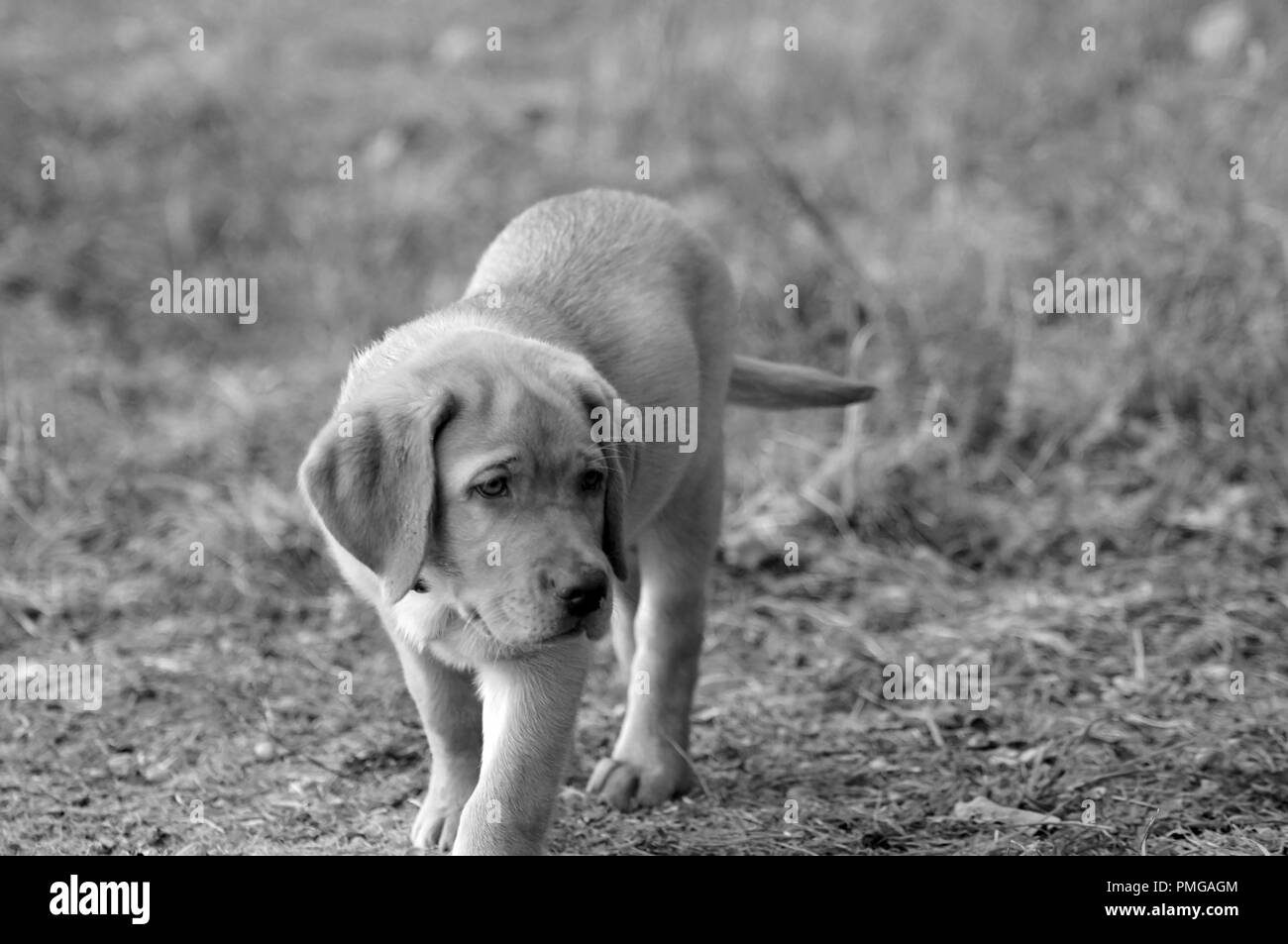 Cute blonde Labrador Puppy Stock Photo - Alamy
