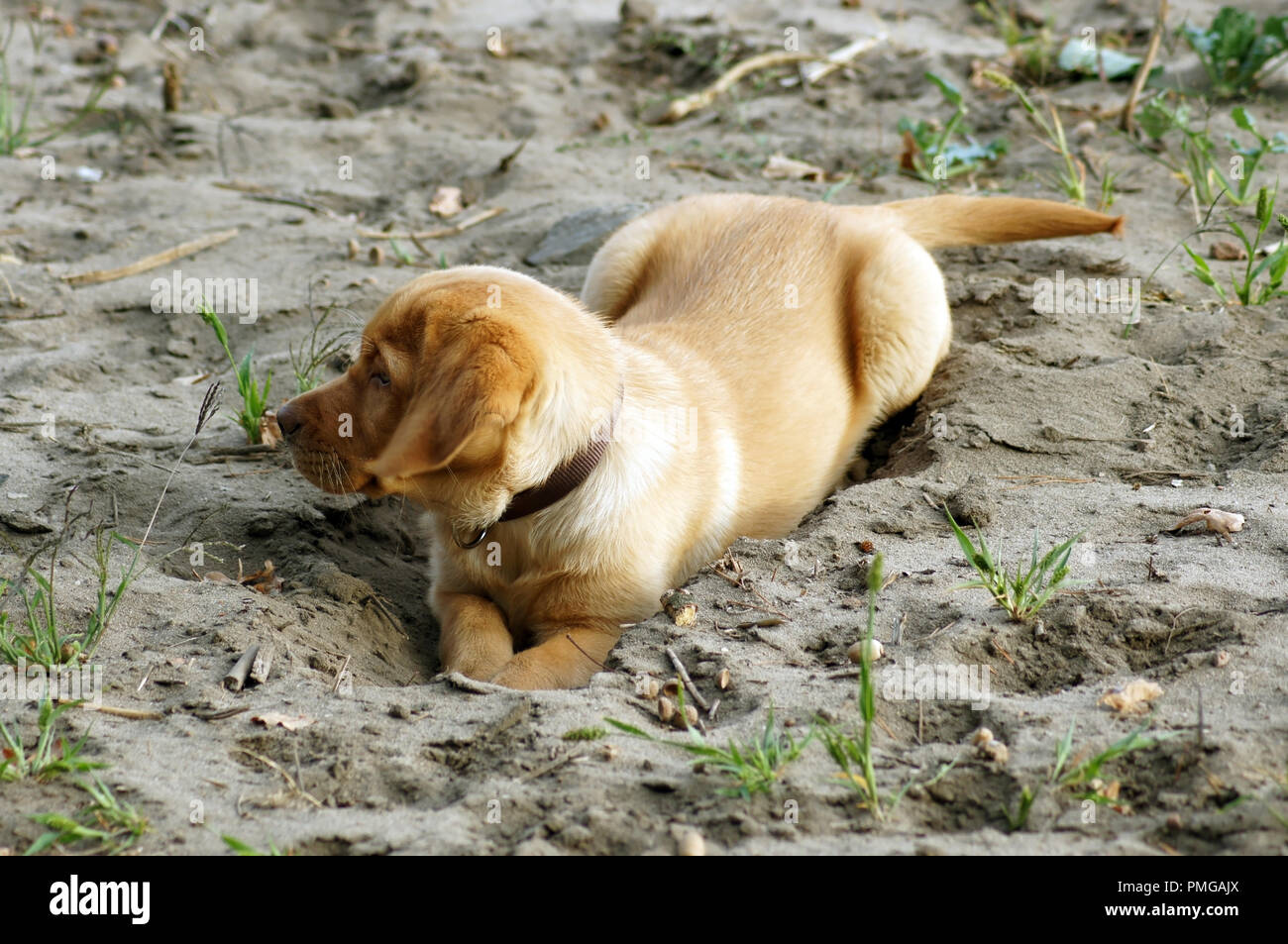Cute blonde Labrador Puppy Stock Photo - Alamy
