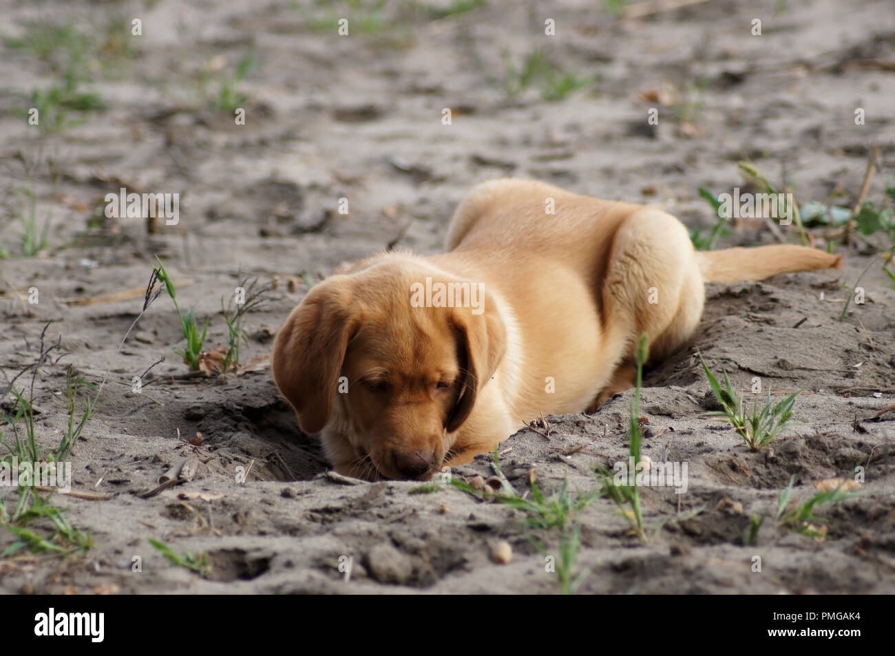 Cute blonde Labrador Puppy Stock Photo - Alamy
