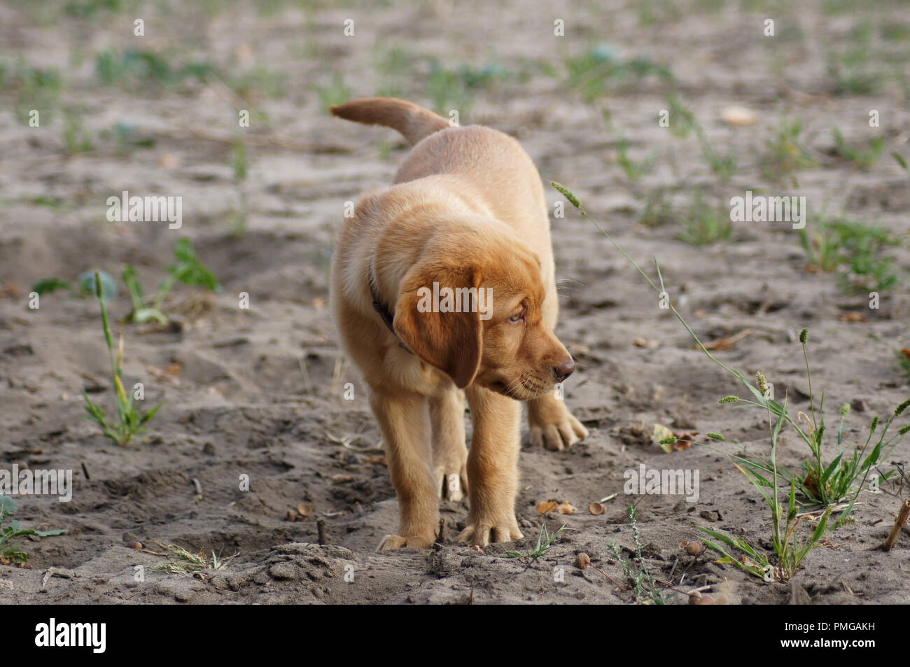 Cute blonde Labrador Puppy Stock Photo - Alamy