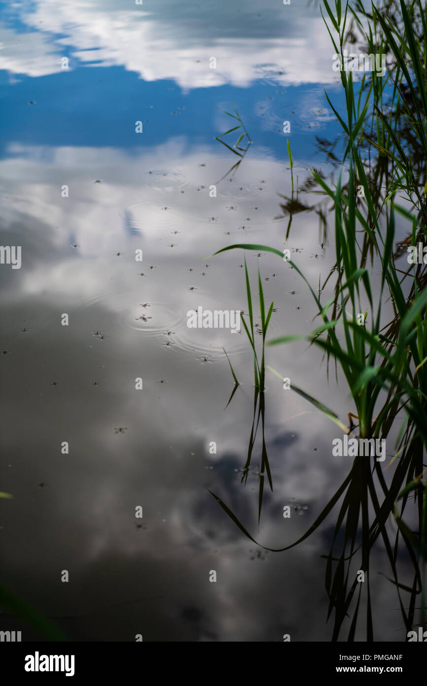 River insects hi-res stock photography and images - Alamy