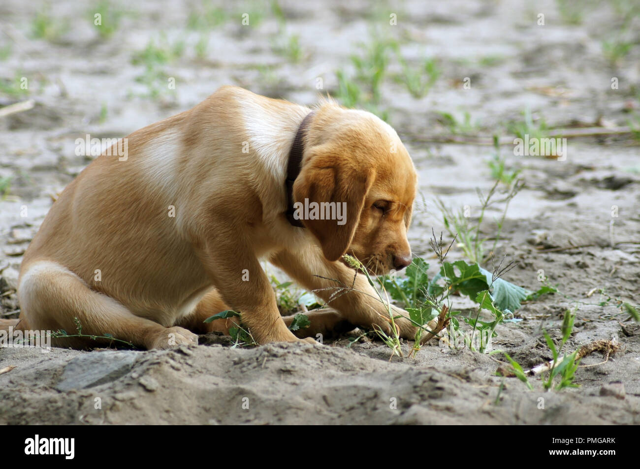 Cute blonde Labrador Puppy Stock Photo - Alamy