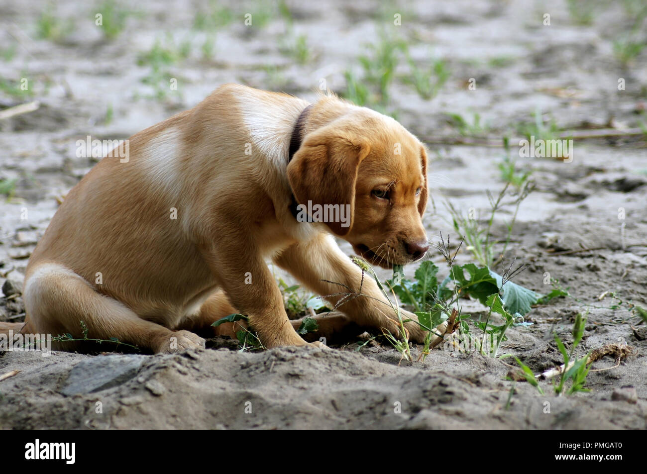 Cute blonde Labrador Puppy Stock Photo - Alamy