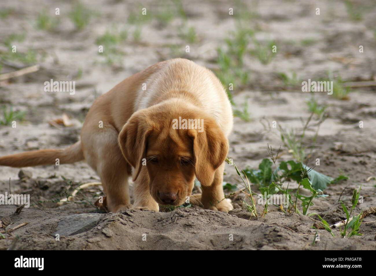 Cute blonde Labrador Puppy Stock Photo - Alamy