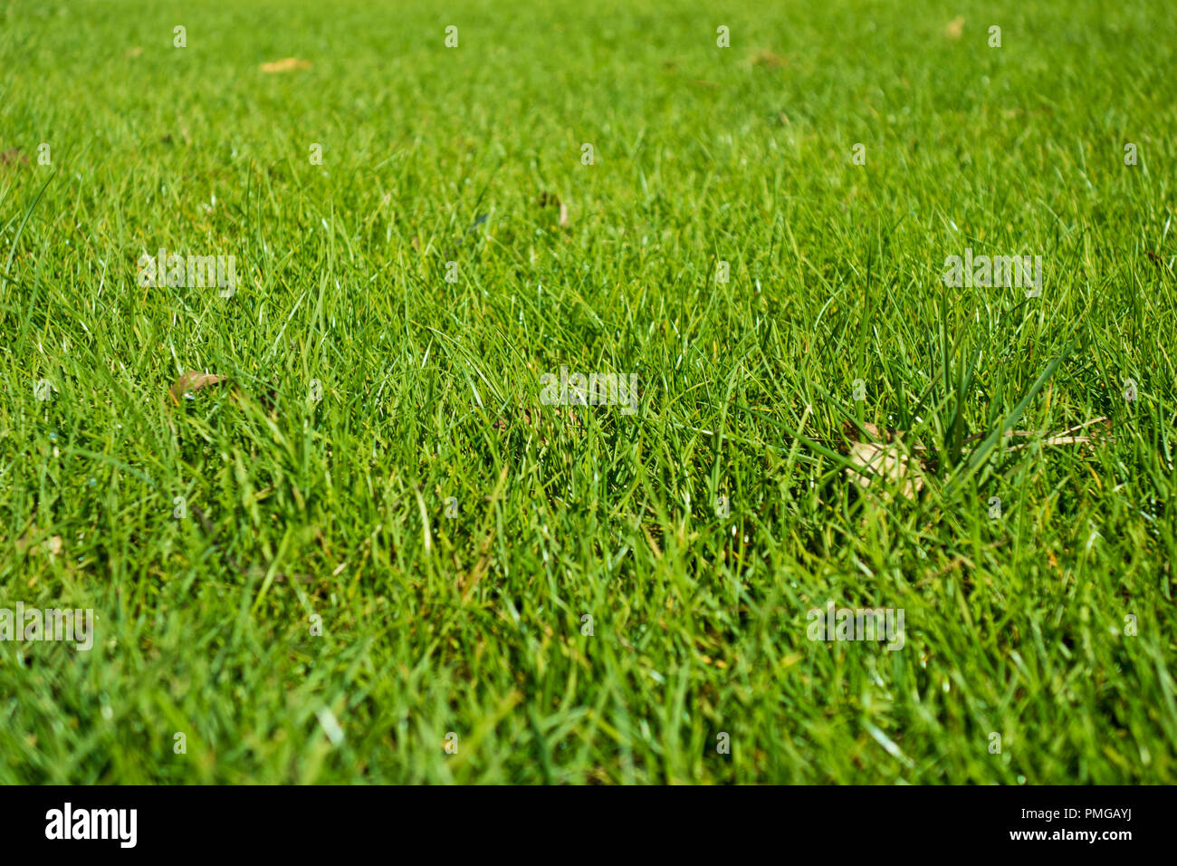Background grass green hi-res stock photography and images - Alamy