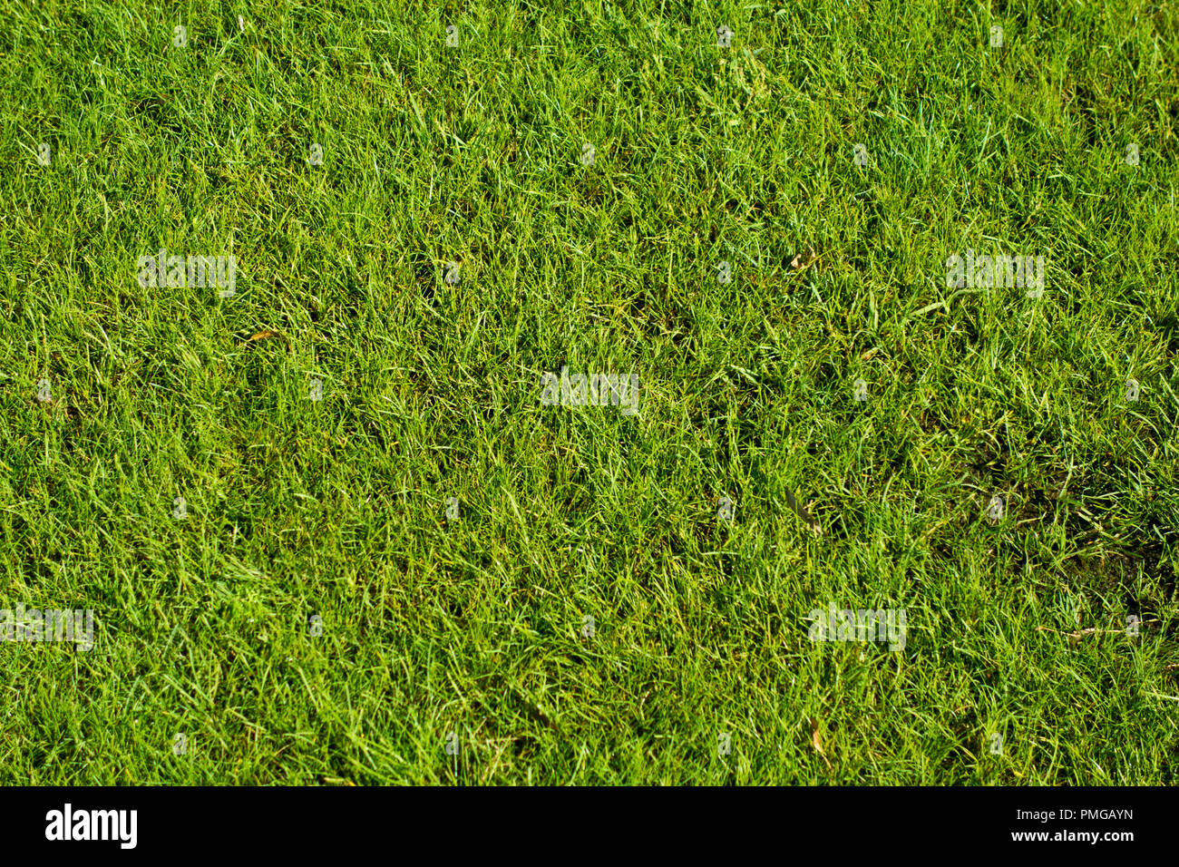 green spring grass background Stock Photo - Alamy