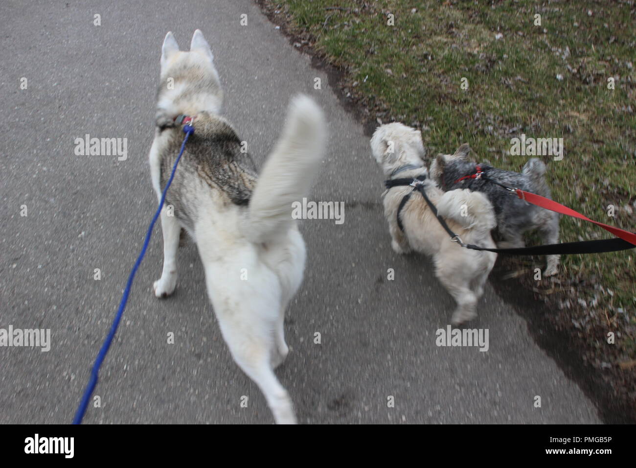 Walking the pack array of dogs, most dachshunds, being walked by single ...