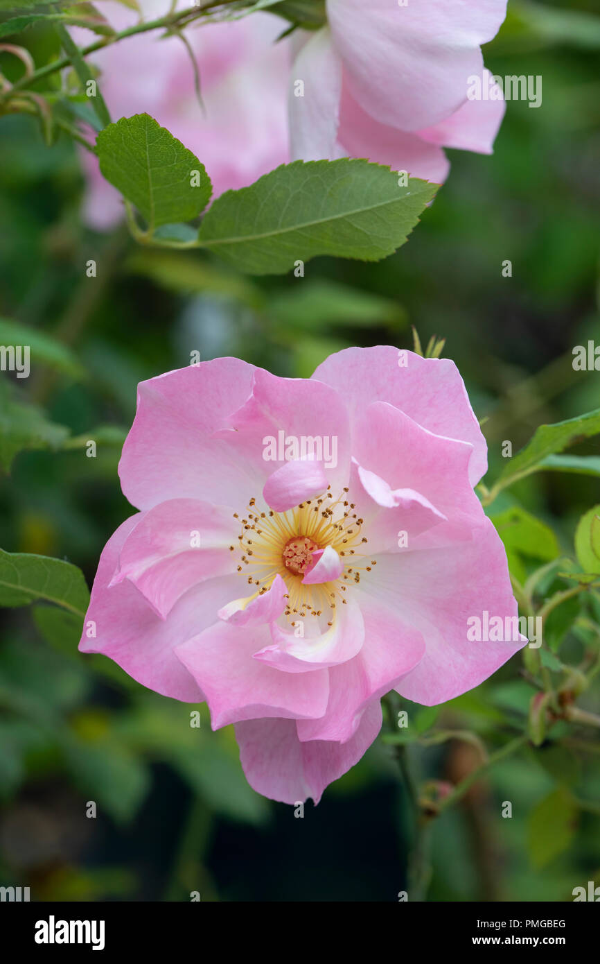 Close up of pale pink shrub rose - Rosa The Ladys Blush flowering in an ...