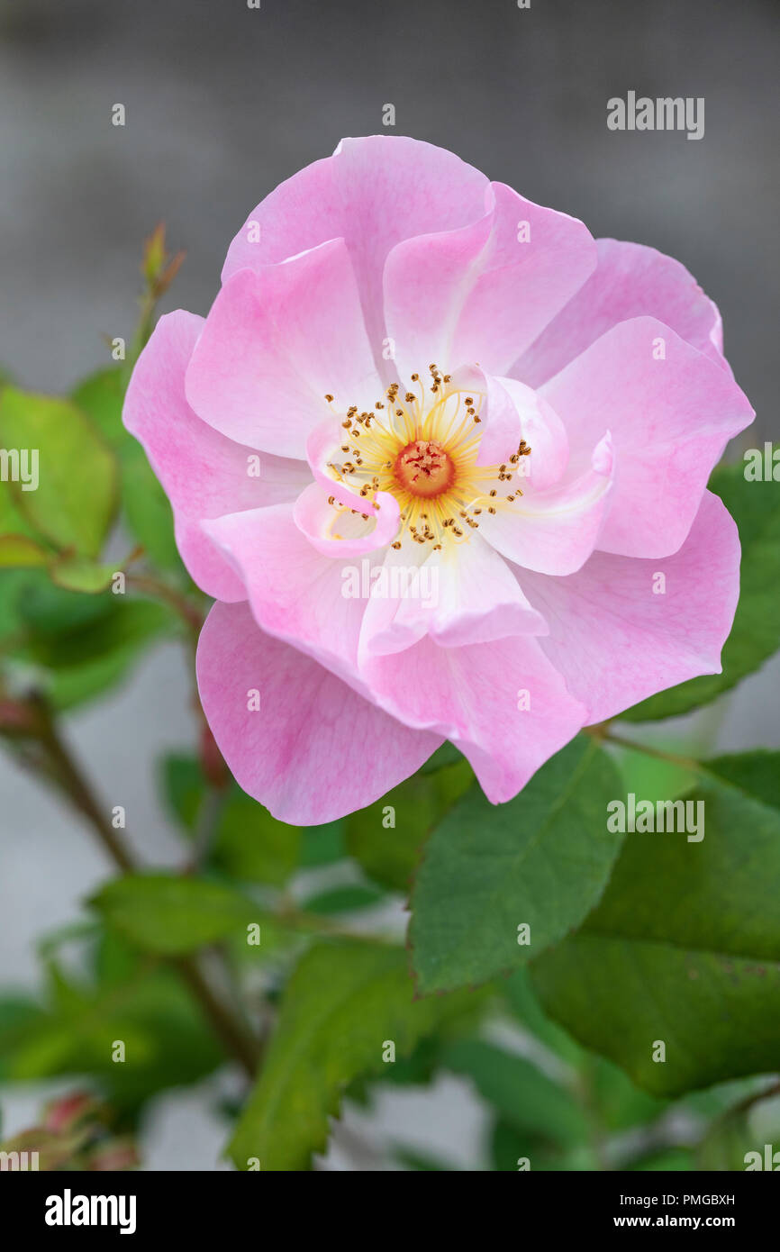 Close up of pale pink shrub rose - Rosa The Ladys Blush flowering in an ...
