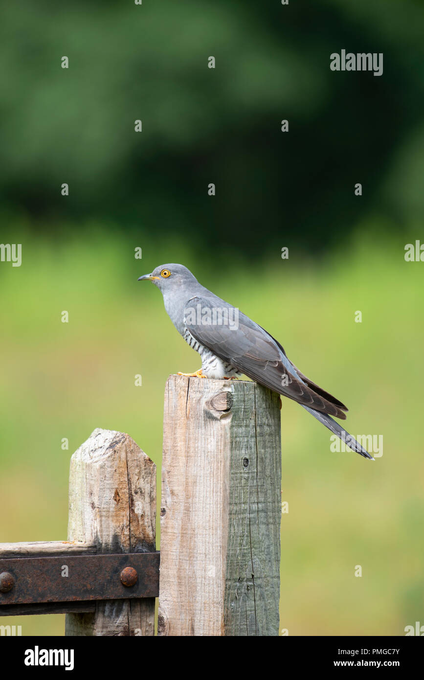 Cuckoo: Cuculus canorus. Male. Surrey, UK Stock Photo - Alamy