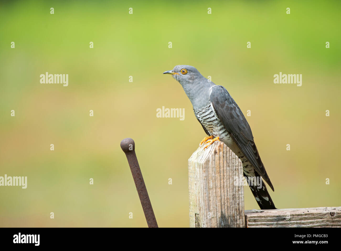 Cuckoo: Cuculus canorus. Male. Surrey, UK Stock Photo - Alamy