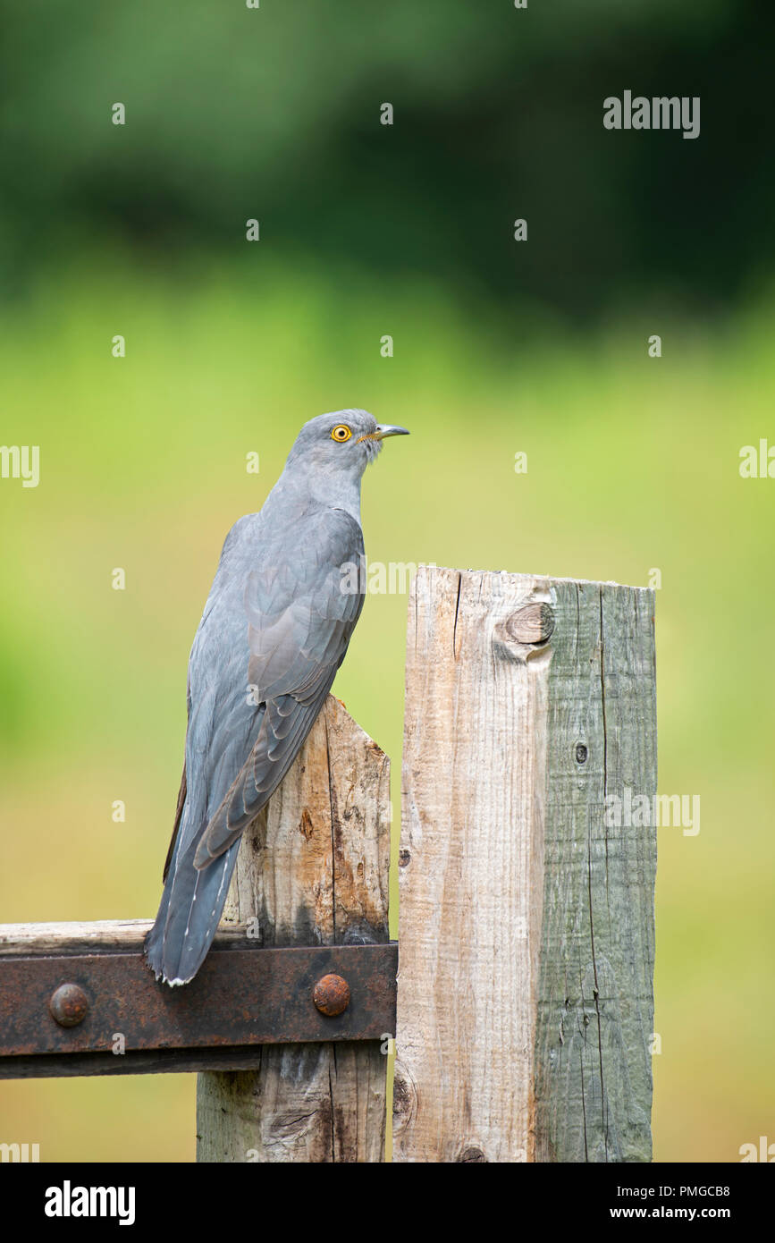 Cuckoo: Cuculus canorus. Male. Surrey, UK Stock Photo - Alamy