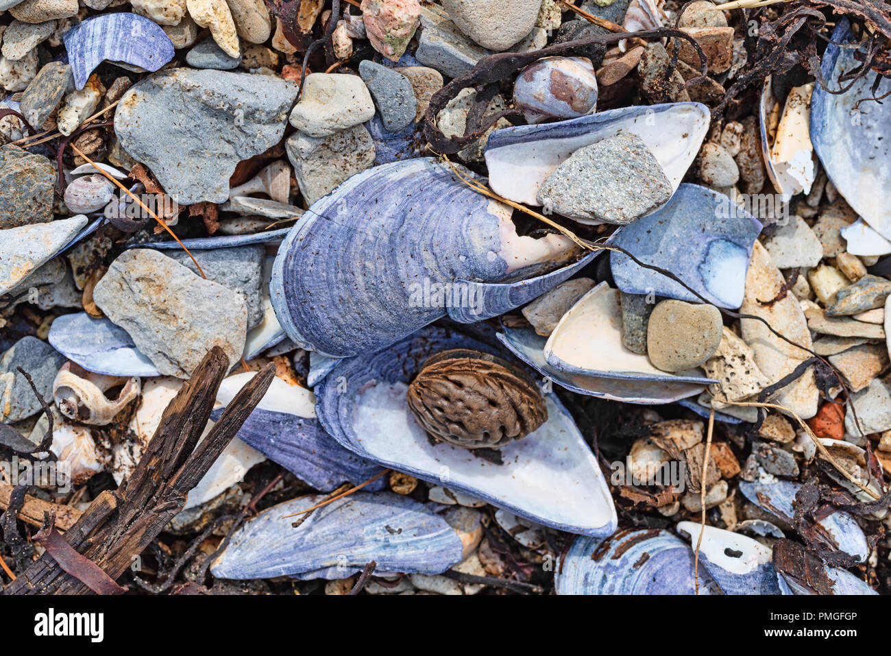 Top view of broken mussel seashells and seaweed washed up on shore with ...
