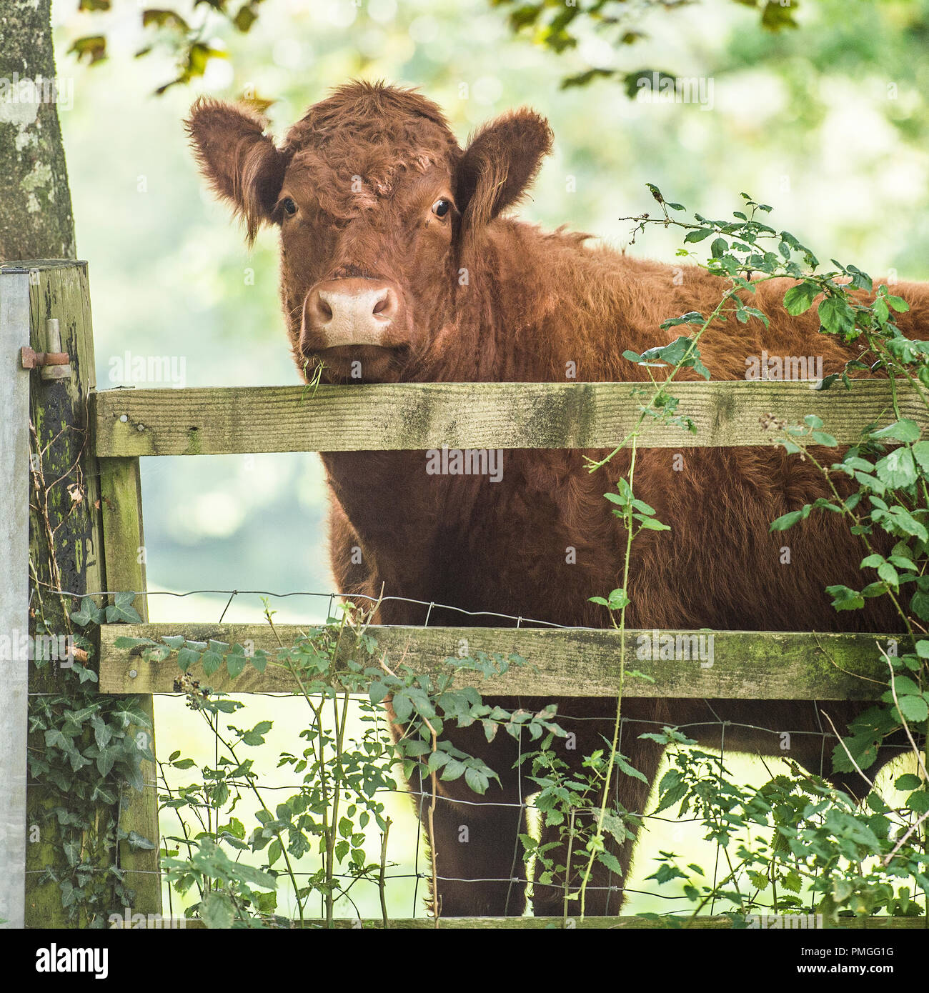 South devon cow hi-res stock photography and images - Alamy