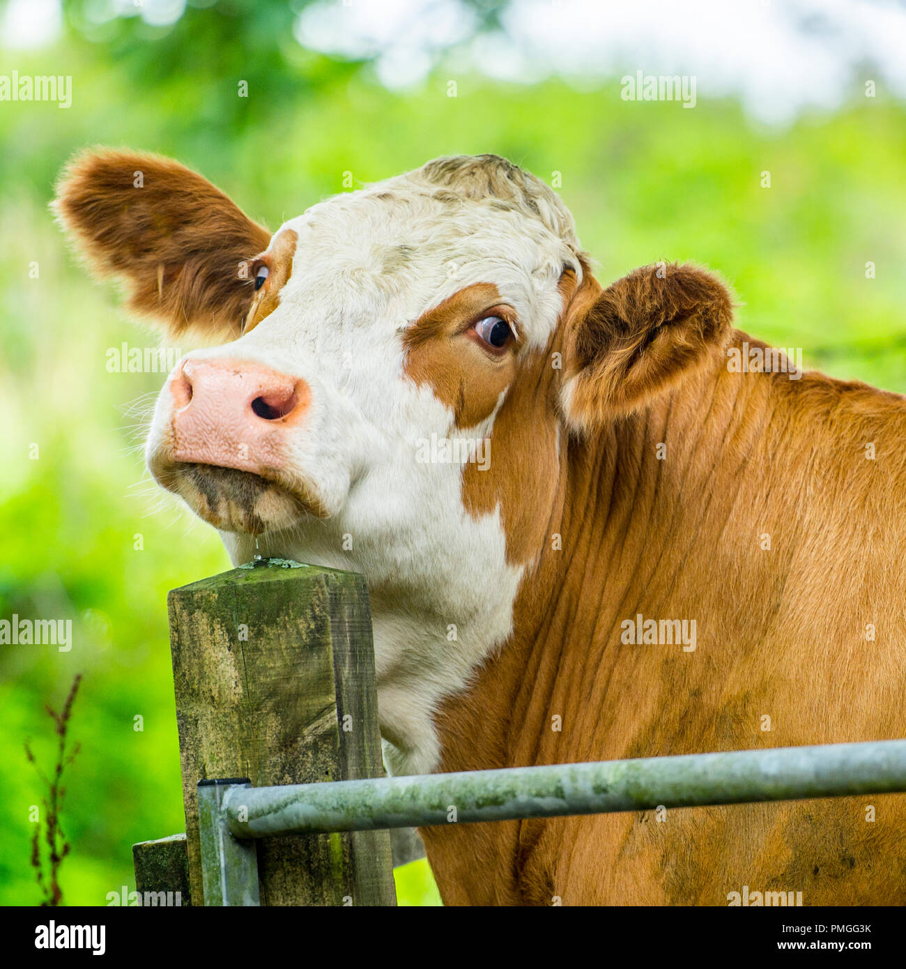 Female farmer cow hi-res stock photography and images - Alamy