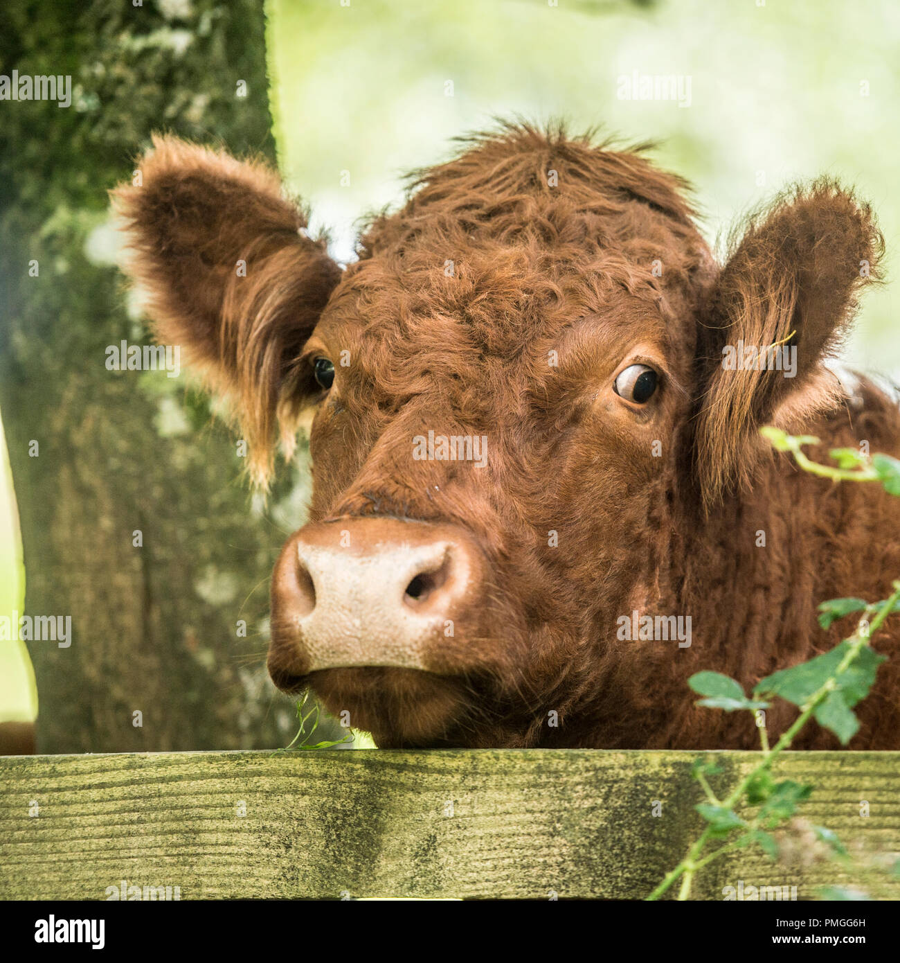 Cow at fence hi-res stock photography and images - Alamy