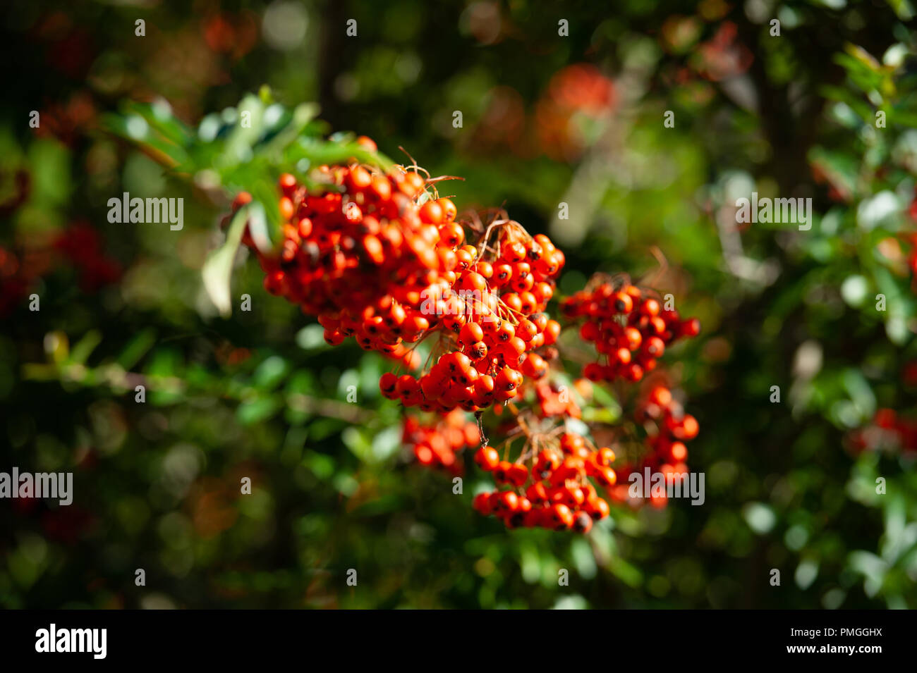 Pyracantha berries hi-res stock photography and images - Alamy