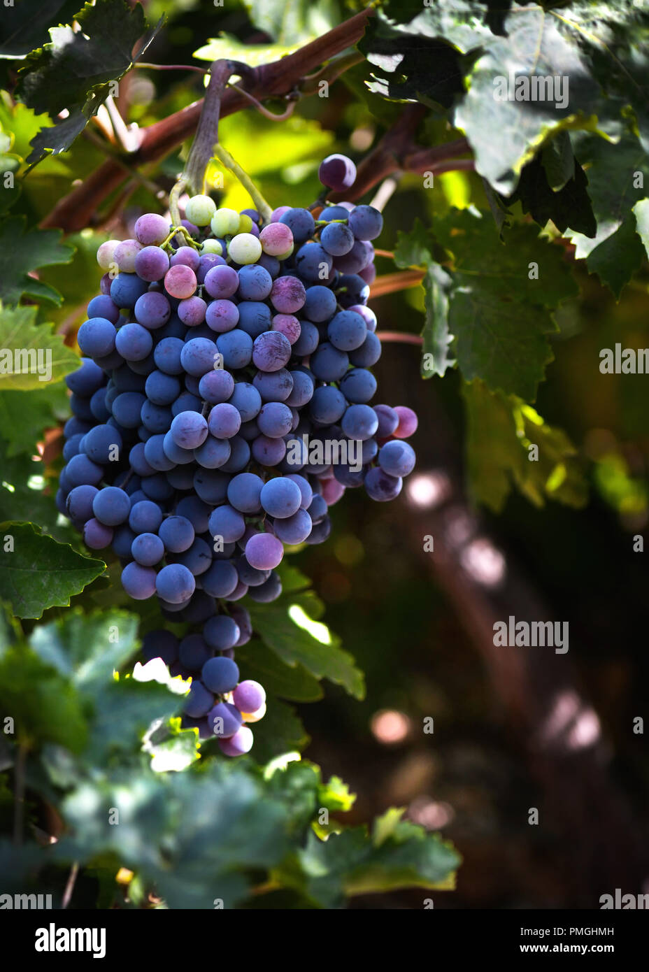 Fresh grapes fruit background hanging hi-res stock photography and ...