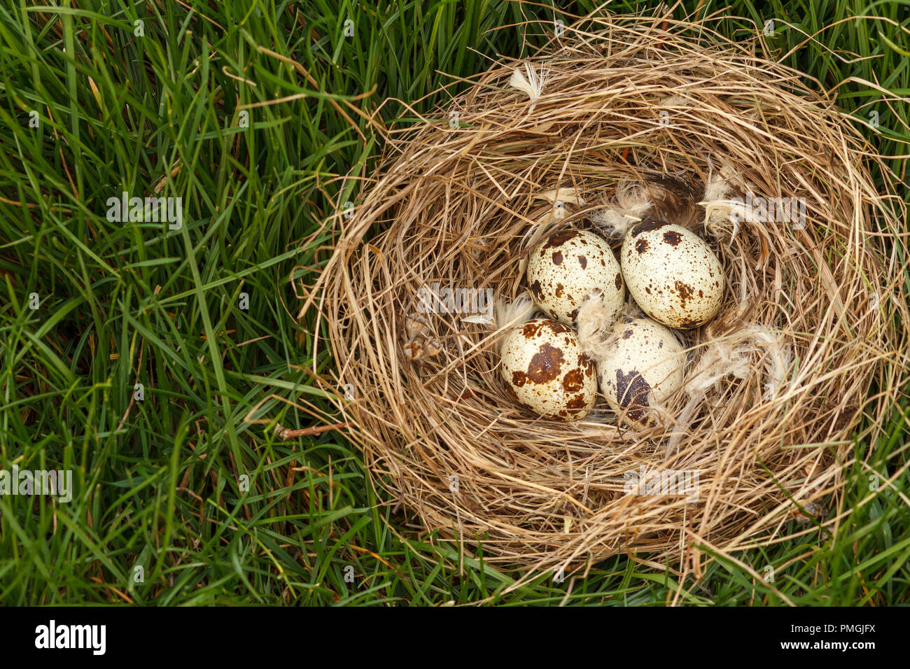 Nest with four eggs of quail in green grass in the wood Stock Photo - Alamy