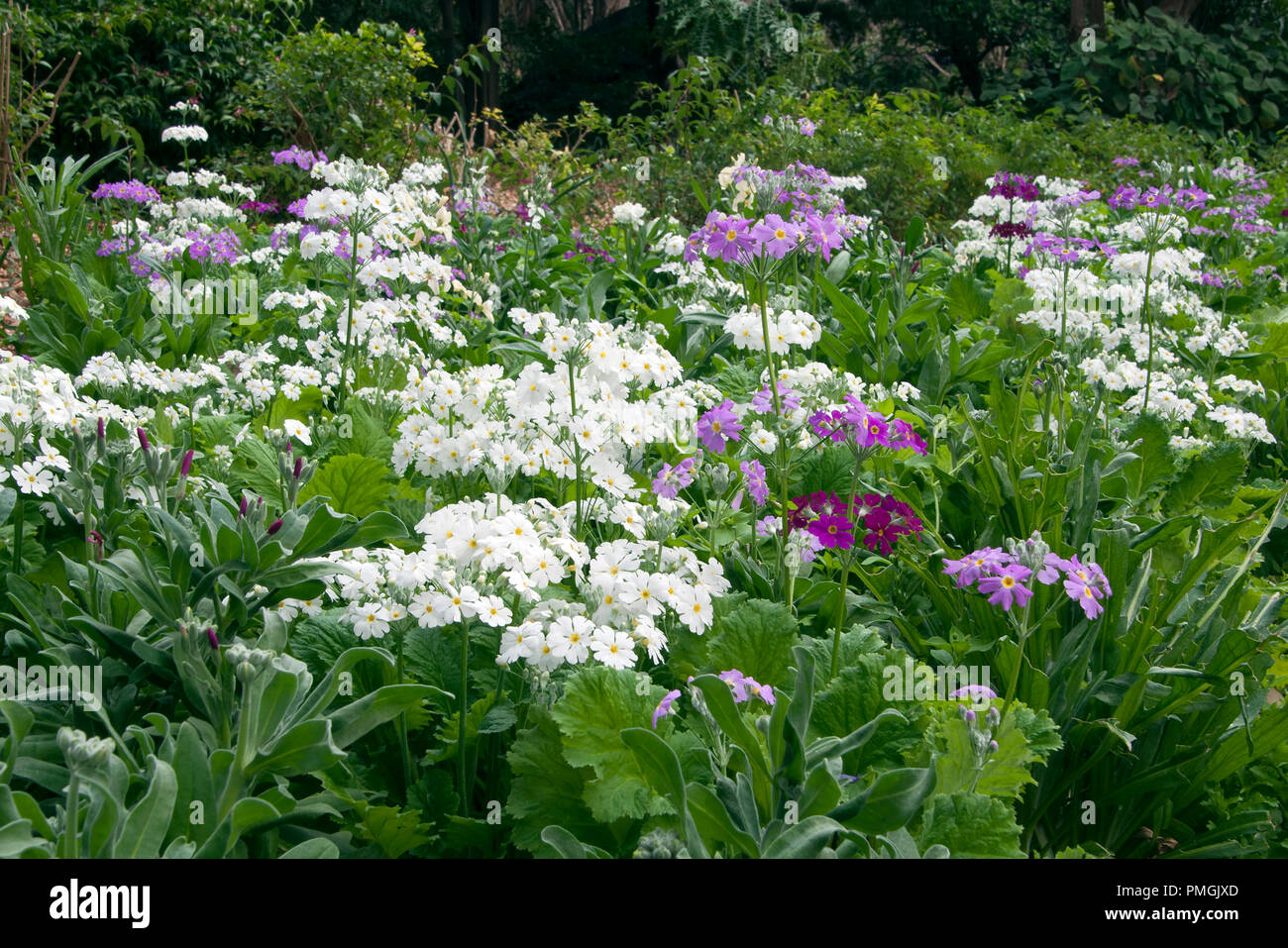 Sydney Australia, garden bed of primula flowers in bloom Stock Photo ...