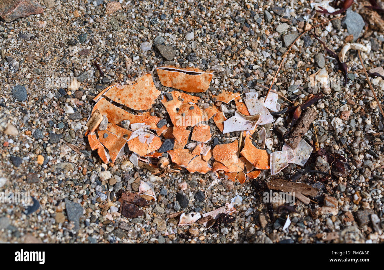 Bleached shell hi-res stock photography and images - Alamy