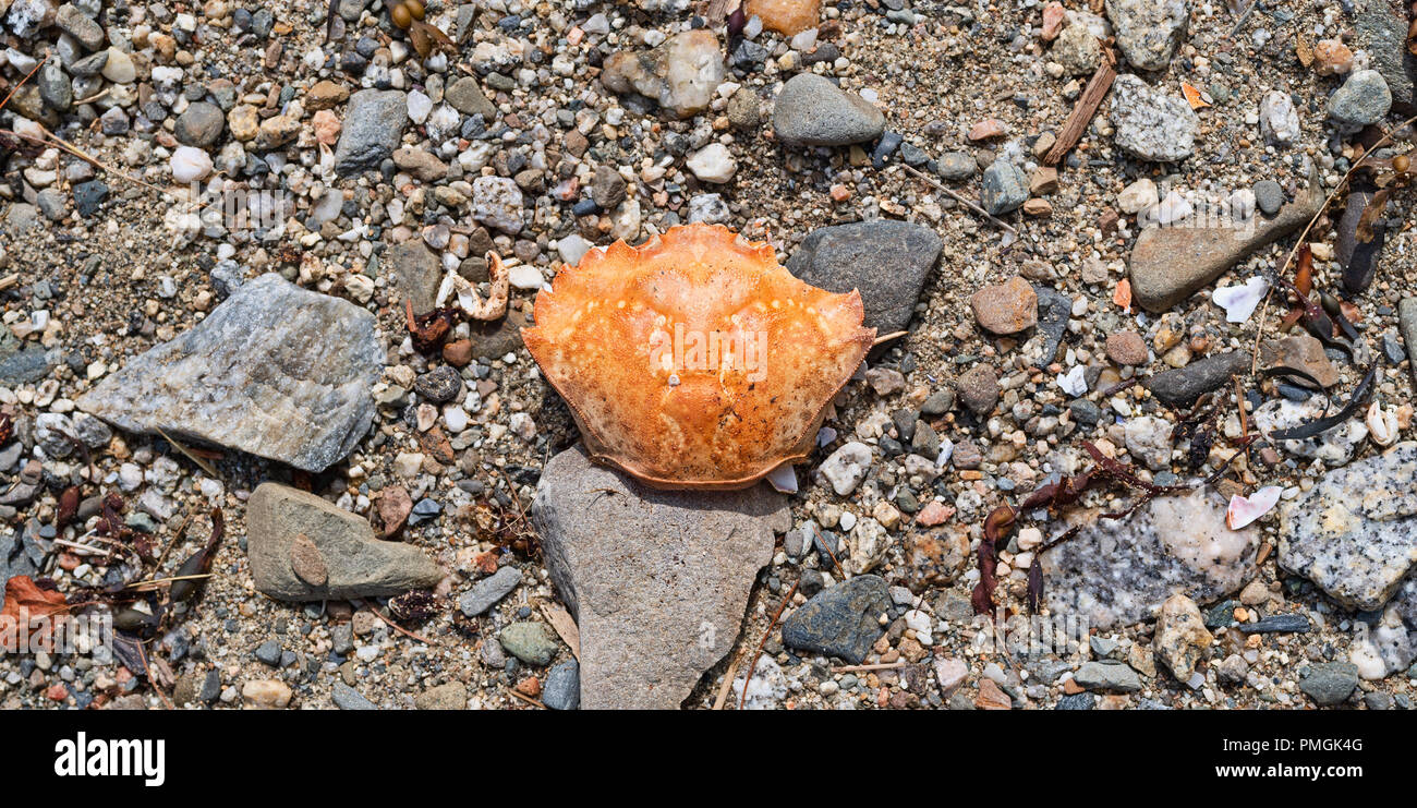 Bleached shell hi-res stock photography and images - Alamy