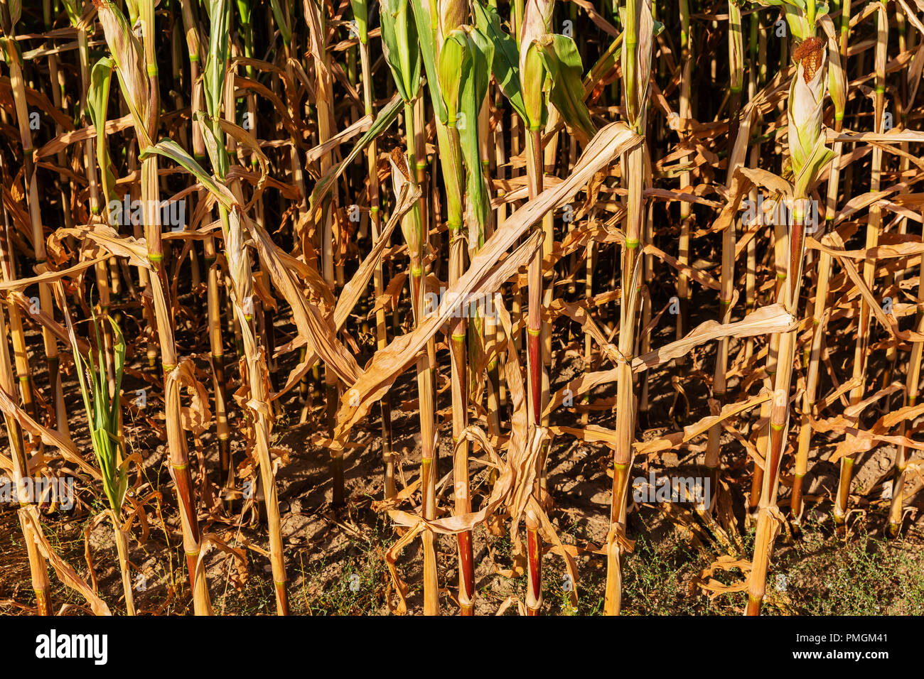 picture of a sunburnt and withered corn field Stock Photo - Alamy