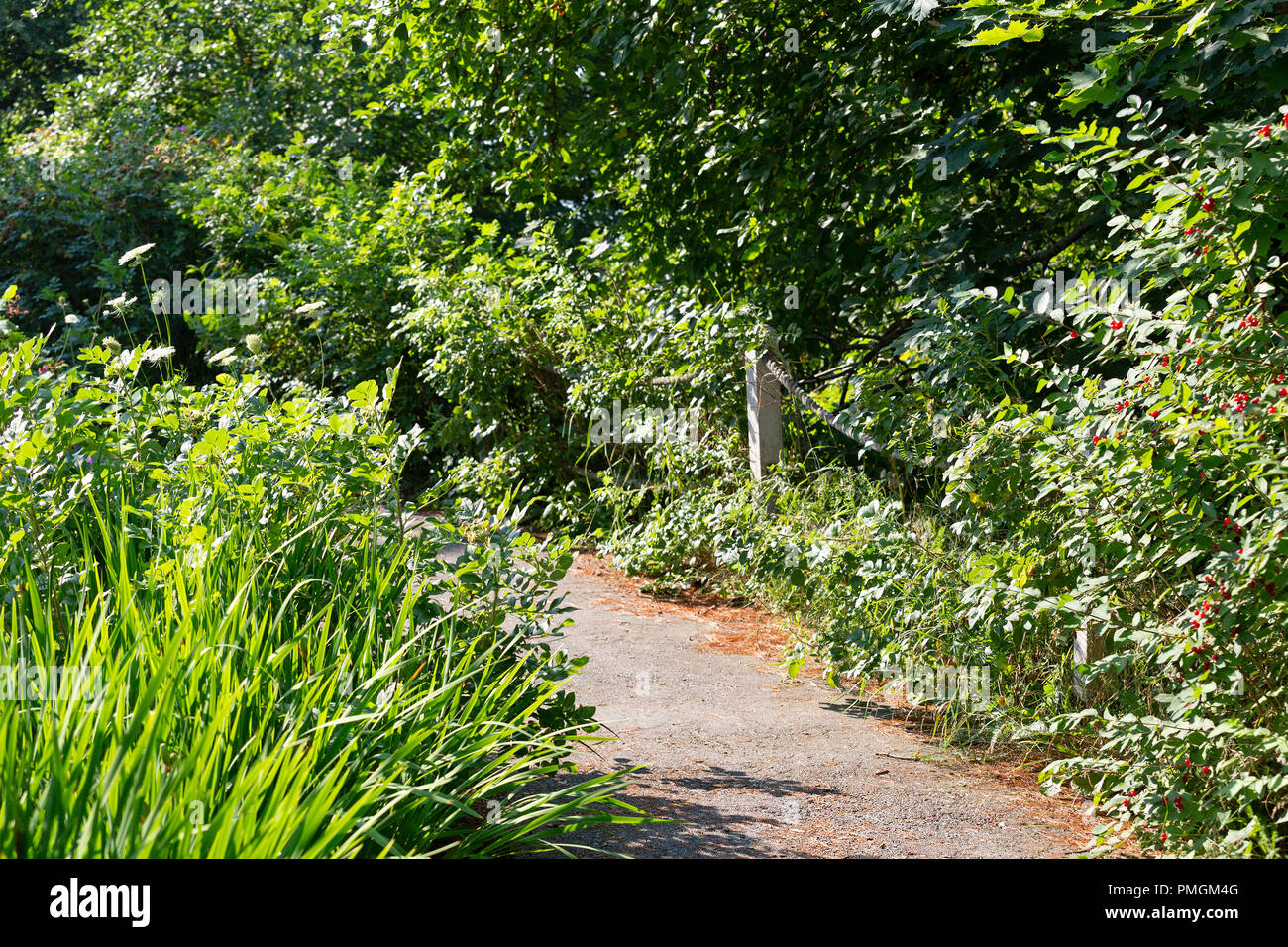 An asphalt pathway through and overgrown garden with flowers and trees ...