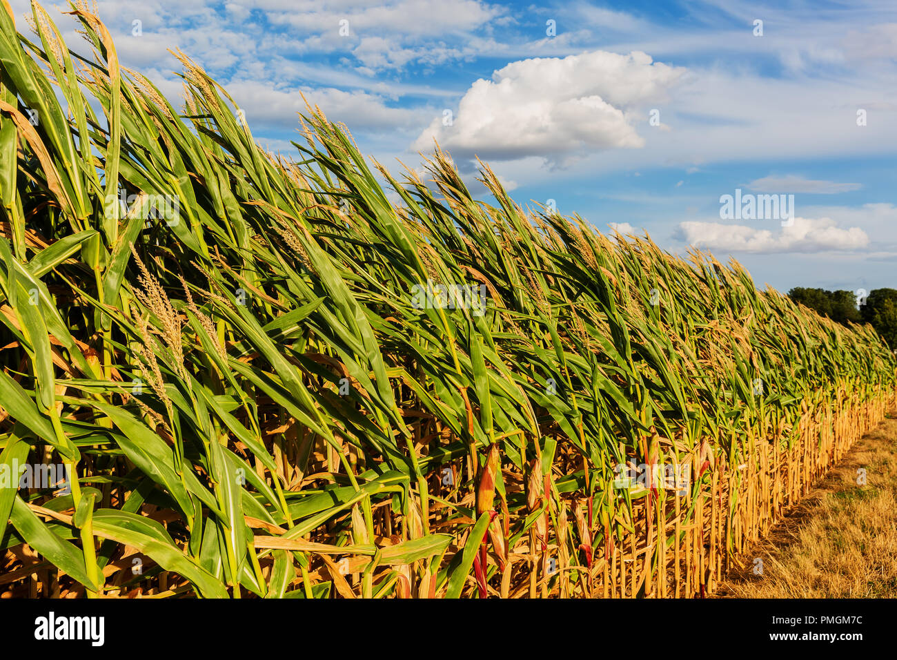 picture of a corn field on a windy day Stock Photo - Alamy