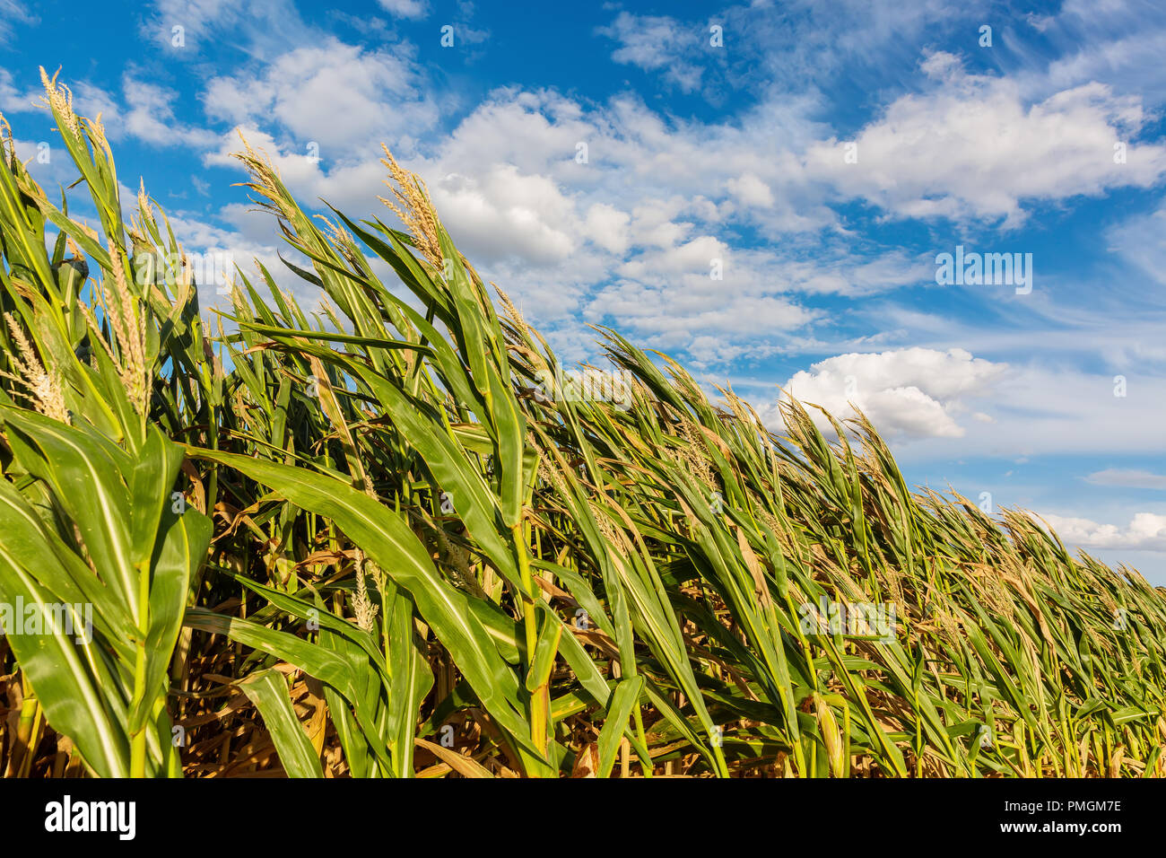 picture of a corn field on a windy day Stock Photo - Alamy