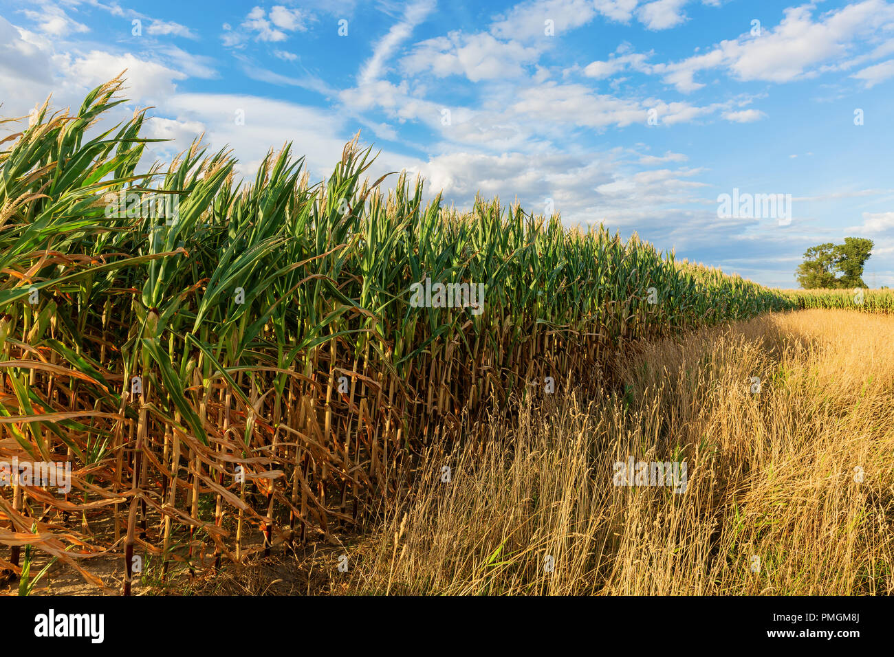picture of a country landscape with a corn field Stock Photo - Alamy